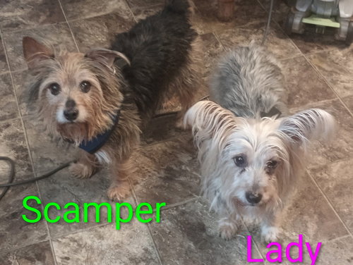 Bonded Pair Lady and Scamper's Web Page