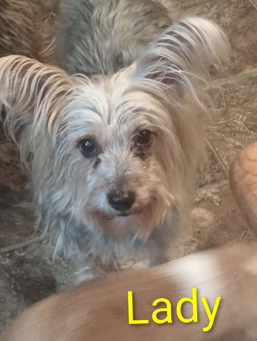 Bonded Pair Lady and Scamper's Web Page