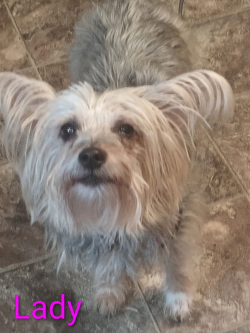 Bonded Pair Lady and Scamper's Web Page