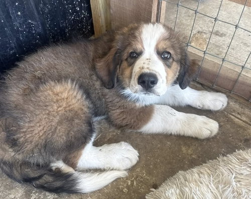 Bernese/Pyrenees Pup Todd's Web Page