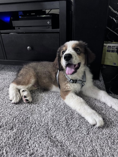 Bernese/Pyrenees Pup Tyson's Web Page