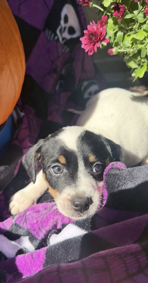 Lion King Pups - Zazu's Web Page