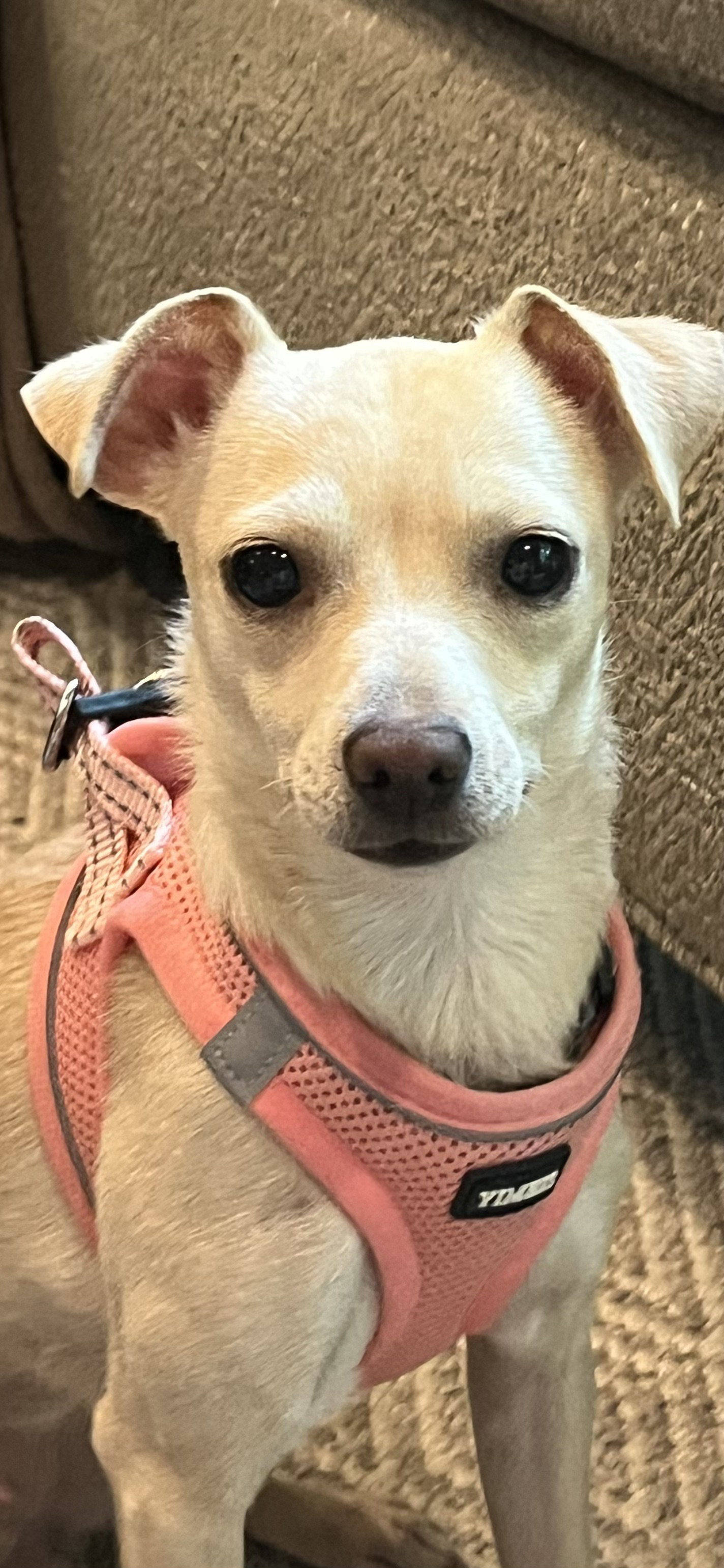 Birdie's Web Page
