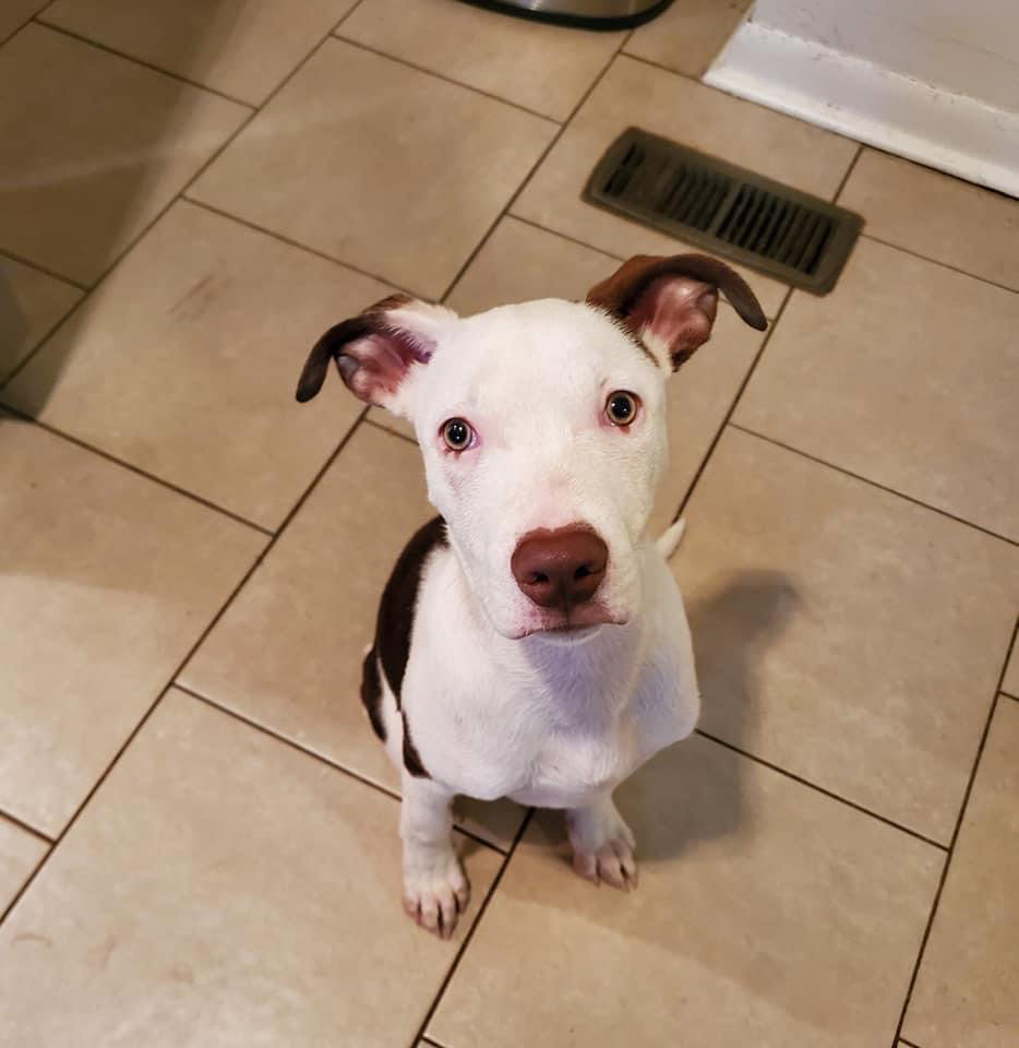 Dog for Adoption - Daxton, a American Pit Bull Terrier in Springfield ...