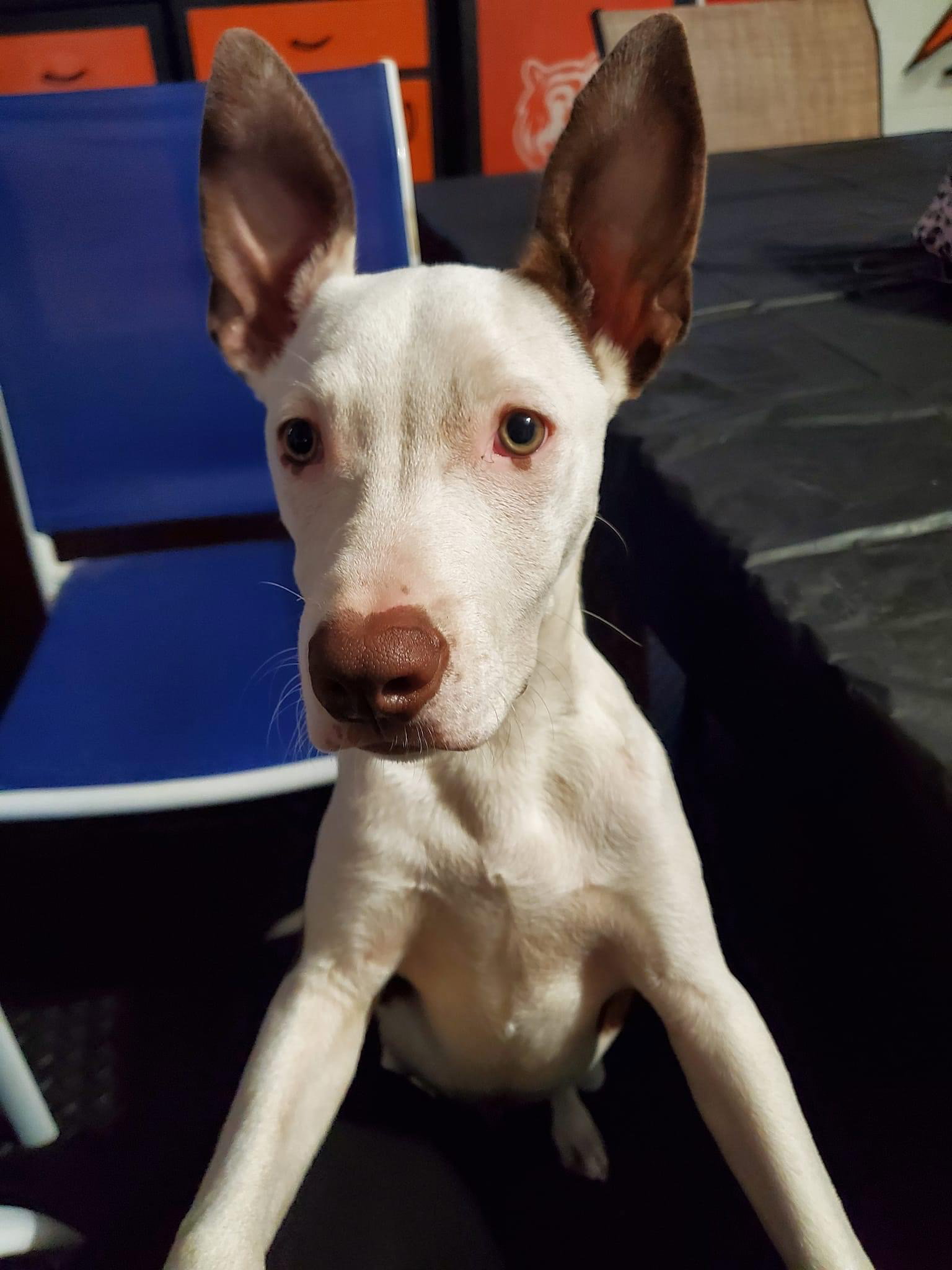 Dog for Adoption - Daxton, a American Pit Bull Terrier in Springfield ...