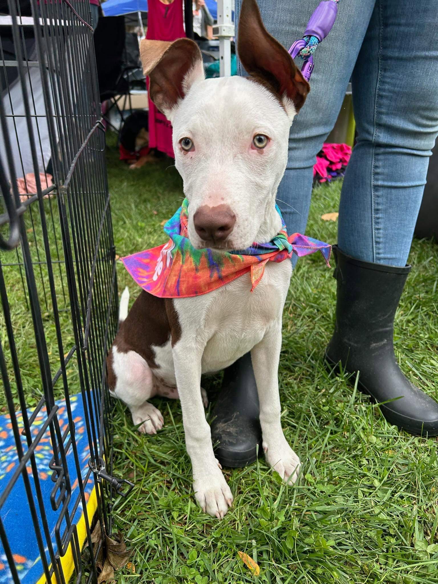 Dog for Adoption - Daxton, a American Pit Bull Terrier in Springfield ...