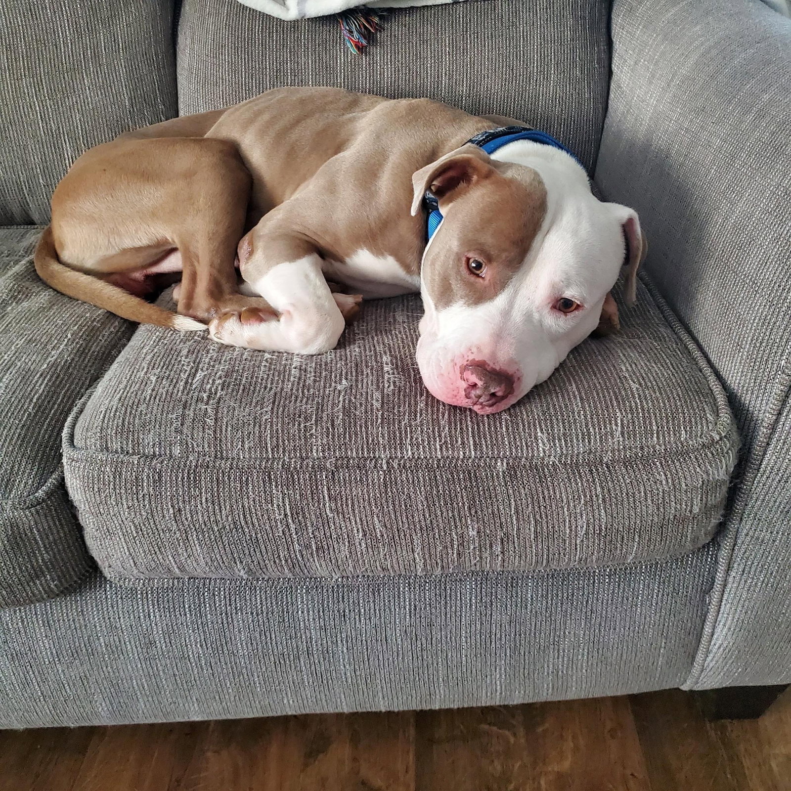 Dog for Adoption - Brian, a American Pit Bull Terrier in West ...