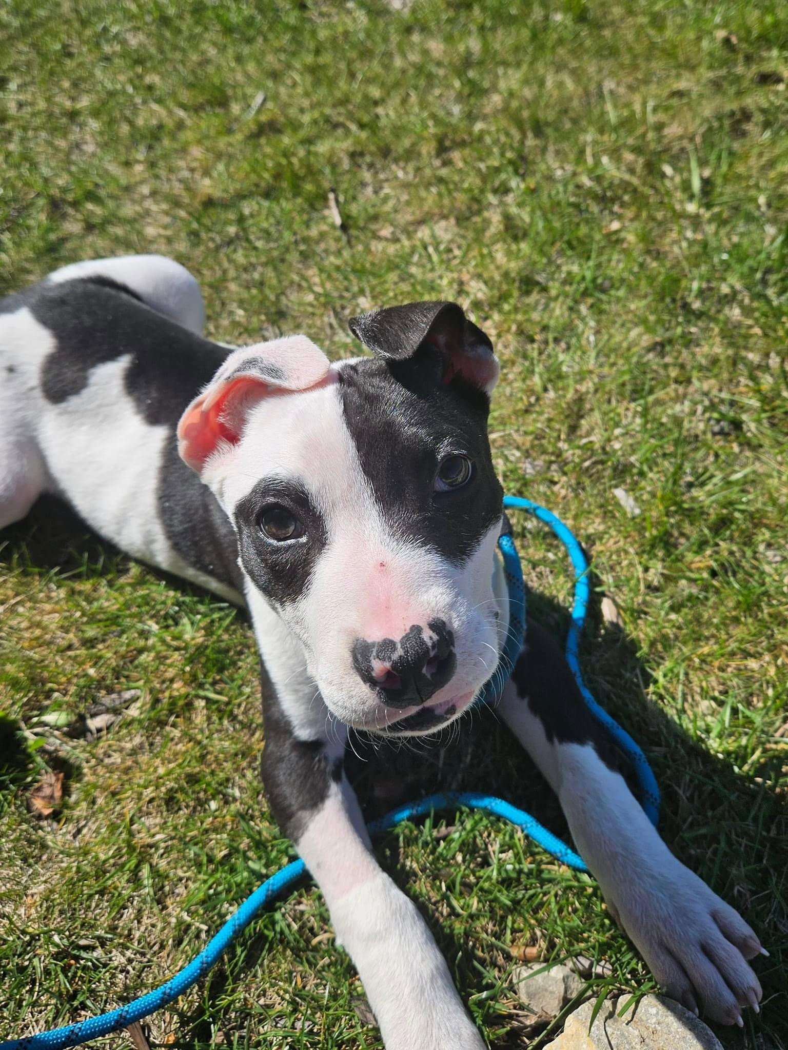 Dog for Adoption - Dom, a American Pit Bull Terrier in Versailles, OH ...