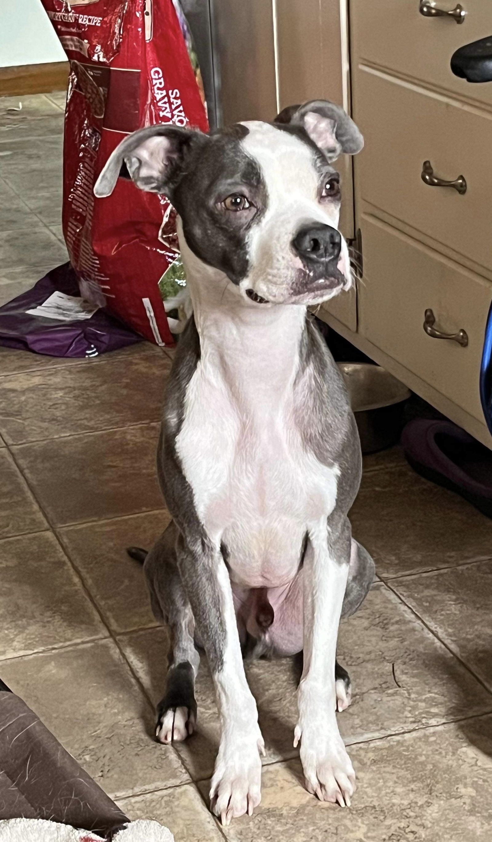 Dog for Adoption - Dobster, a American Pit Bull Terrier in Mack, OH ...