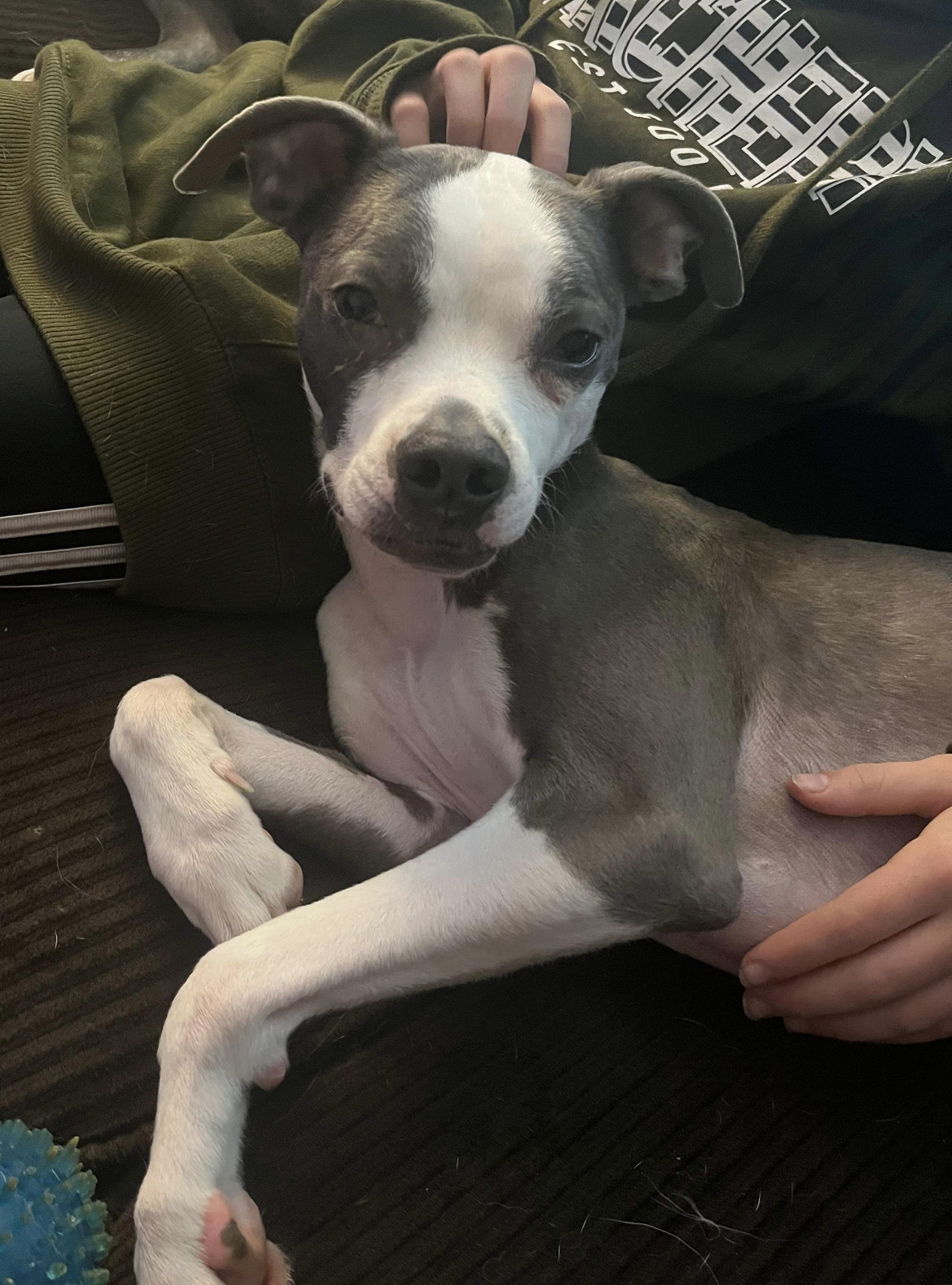Dog for Adoption - Dobster, a American Pit Bull Terrier in Mack, OH ...