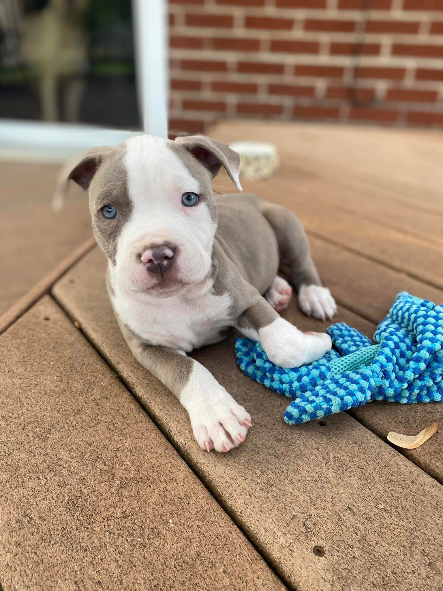 Dog for Adoption - Walker, a American Pit Bull Terrier in Tipp City, OH ...