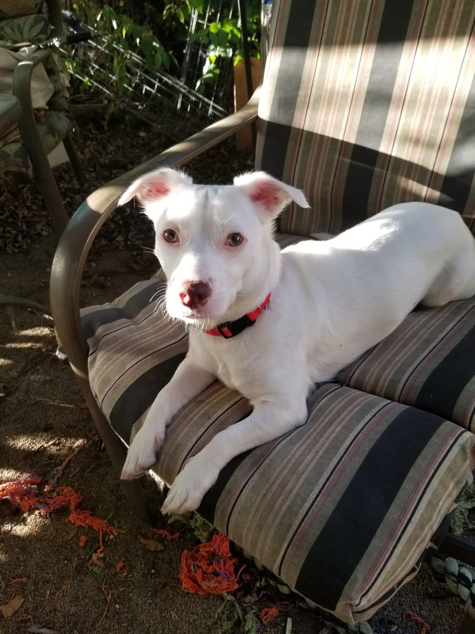 Dog for Adoption - Sir David Bowie, a Chihuahua in Wilberforce, OH ...