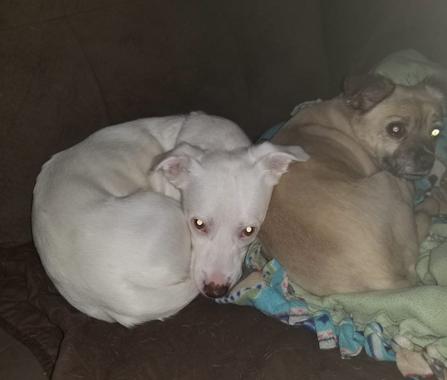Dog for Adoption - Sir David Bowie, a Chihuahua in Wilberforce, OH ...
