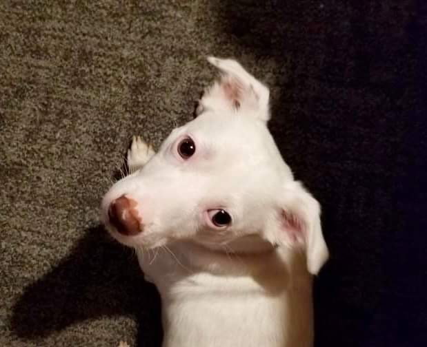 Dog for Adoption - Sir David Bowie, a Chihuahua in Wilberforce, OH ...