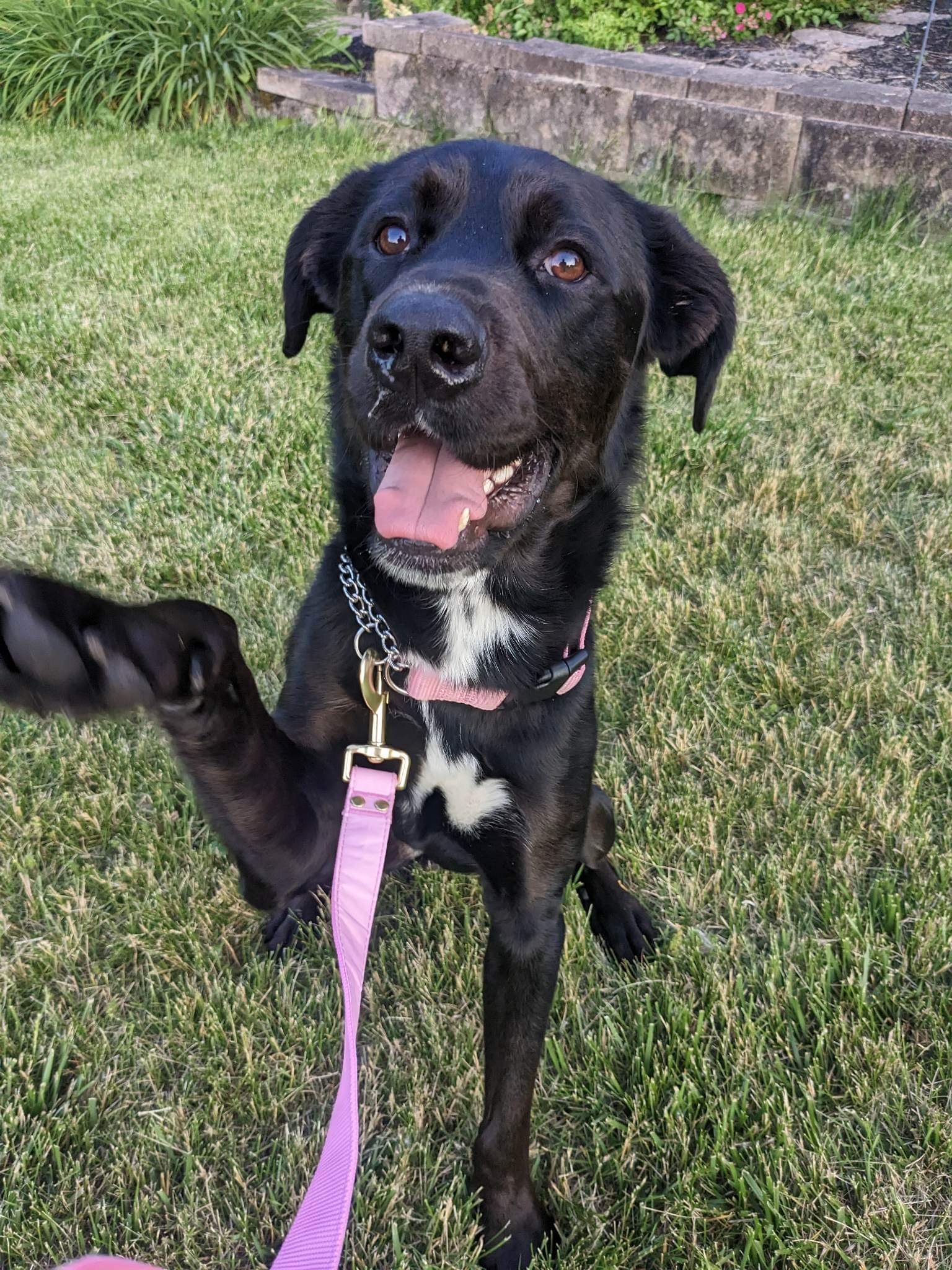 Dog for Adoption - Rufus Allen Poe, a Great Dane in Covington, KY ...