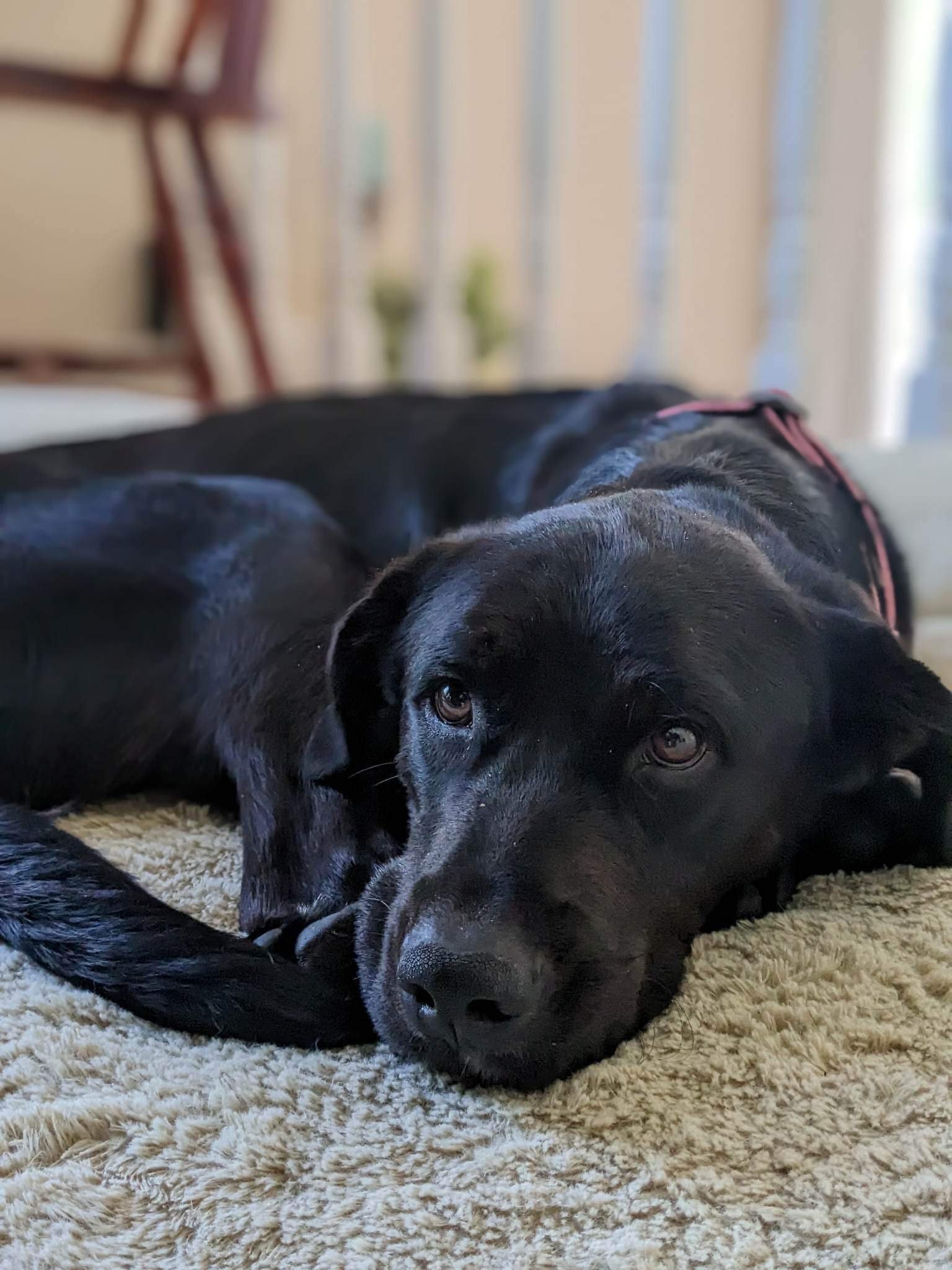 Dog for Adoption - Rufus Allen Poe, a Great Dane in Covington, KY ...