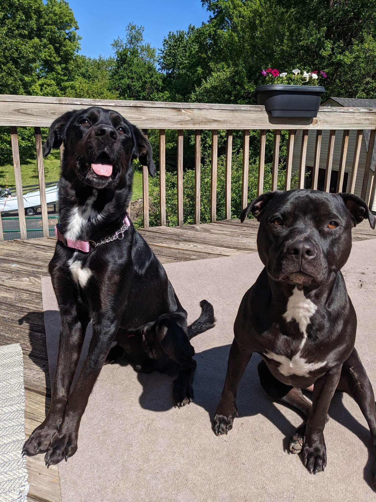 Dog for Adoption - Rufus Allen Poe, a Great Dane in Newport, KY | Alpha Paw
