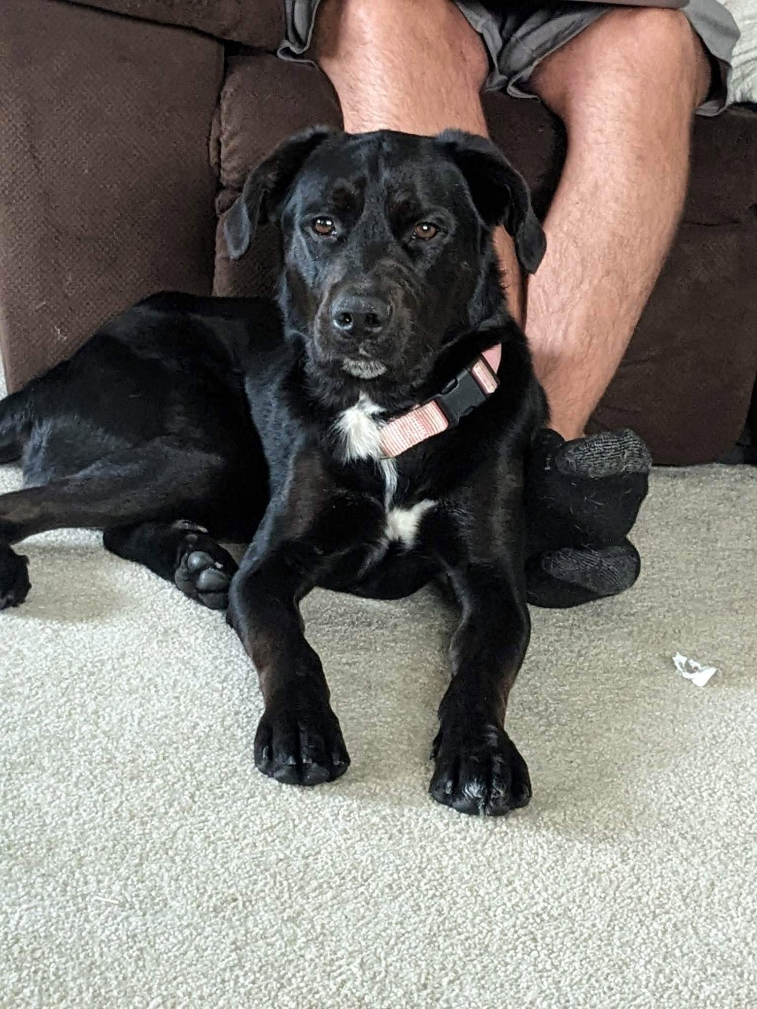 Dog for Adoption - Rufus Allen Poe, a Great Dane in Newport, KY | Alpha Paw