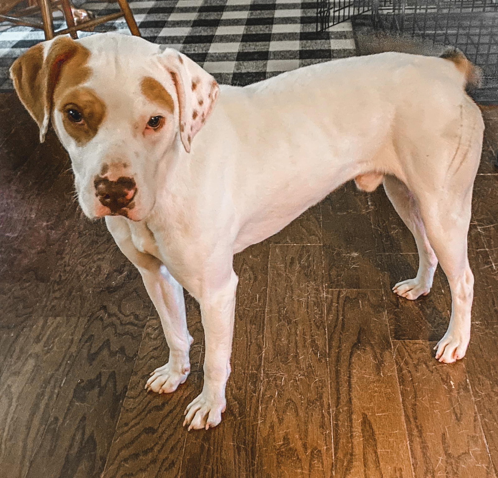 Dog for Adoption - Appa, a American Pit Bull Terrier in Clark County ...