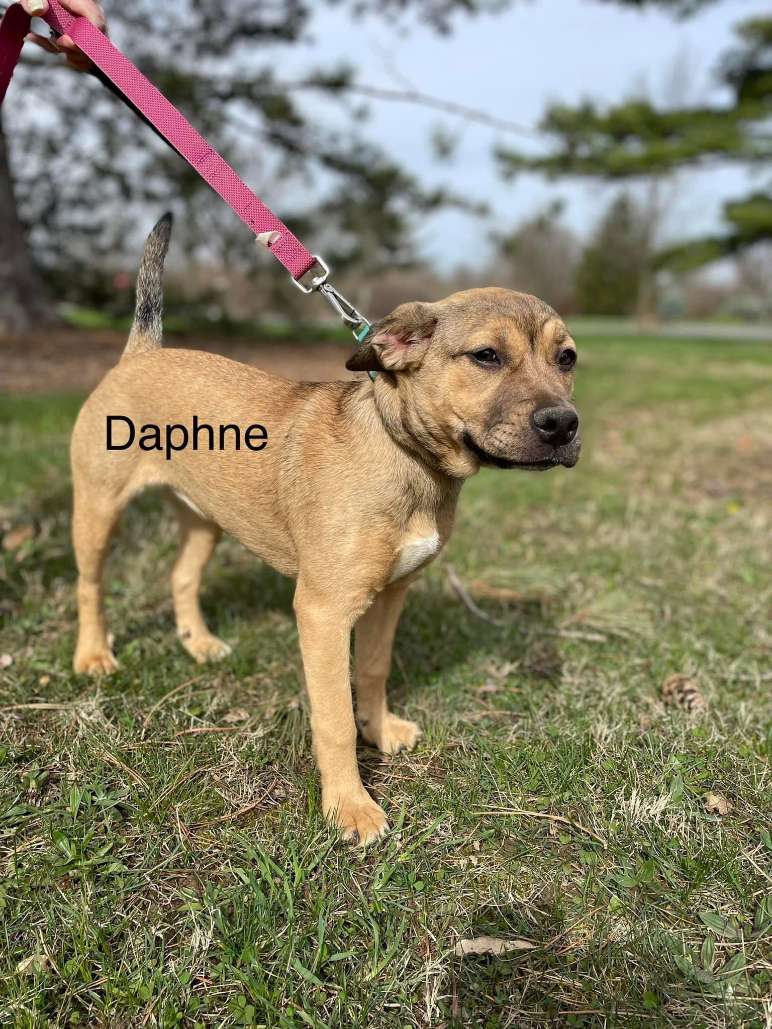 Dog for Adoption - Daphne Renee, a American Pit Bull Terrier in Piqua ...