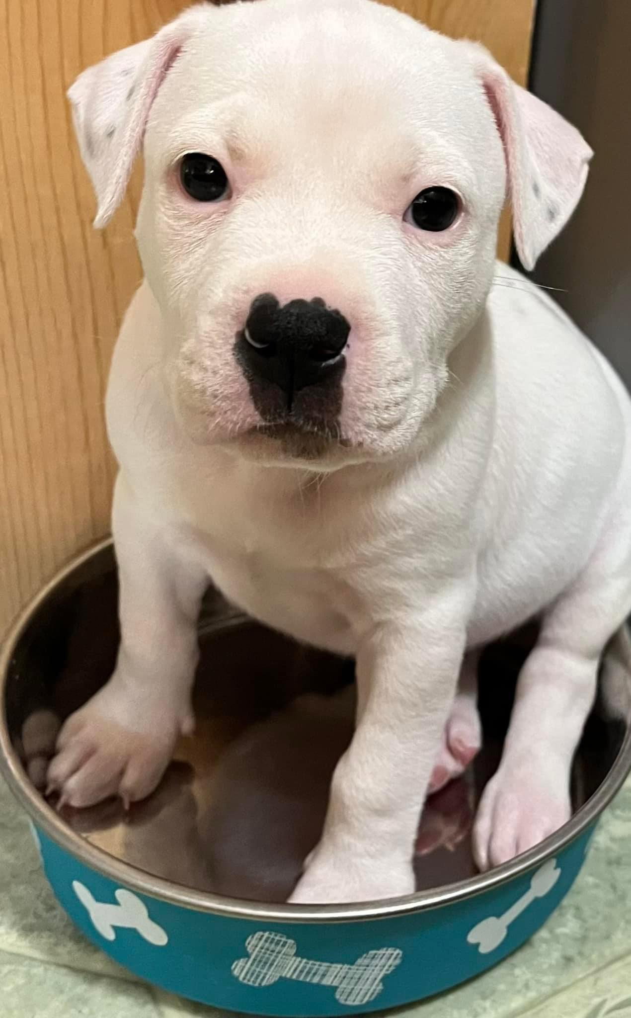 Dog for Adoption - Petite Sirah, a American Pit Bull Terrier in Darke ...
