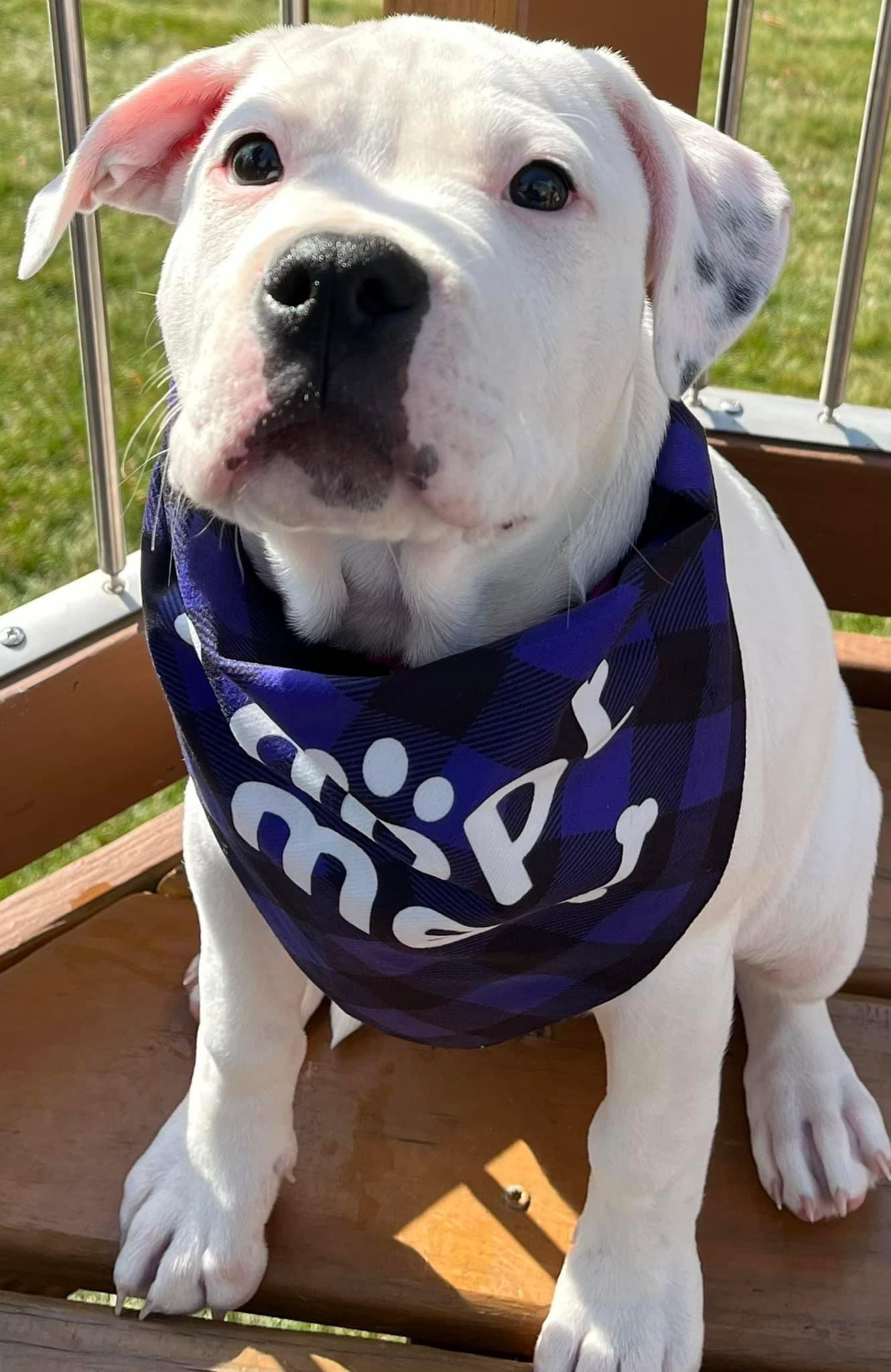 Dog for Adoption - Petite Sirah, a American Pit Bull Terrier in ...