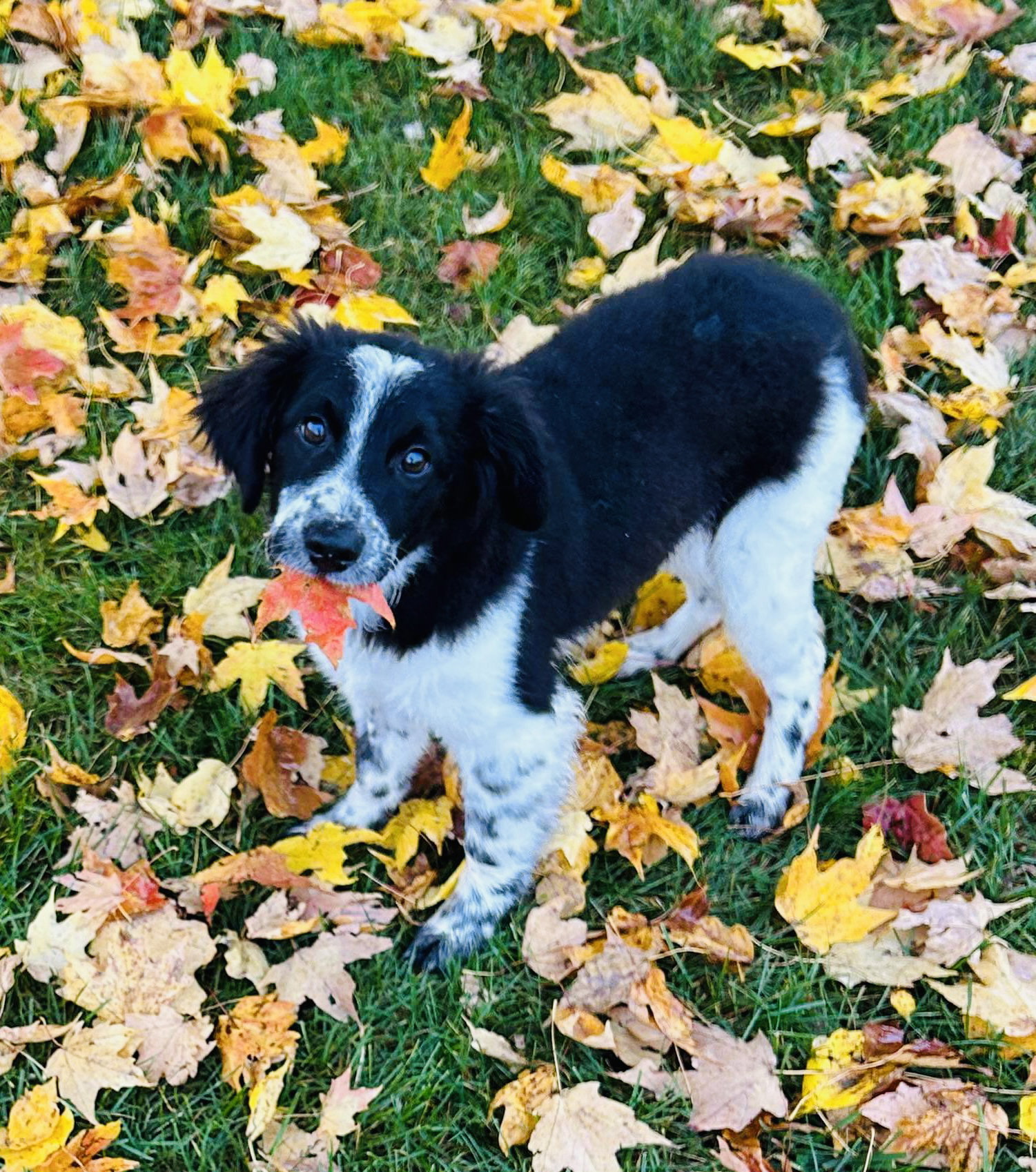 Dog for Adoption - Macallan, a English Setter in Enon, OH | Alpha Paw