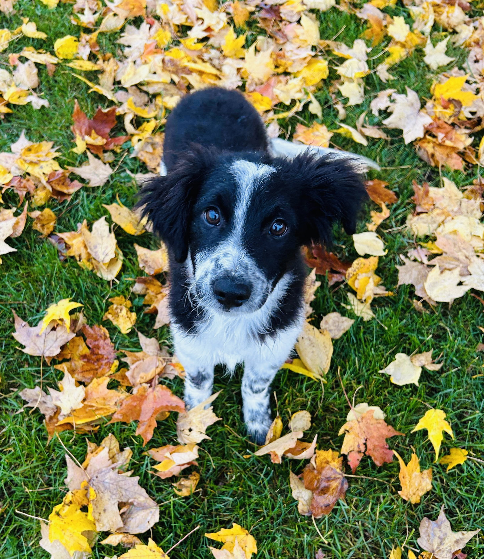 Dog for Adoption - Macallan, a English Setter in Enon, OH | Alpha Paw