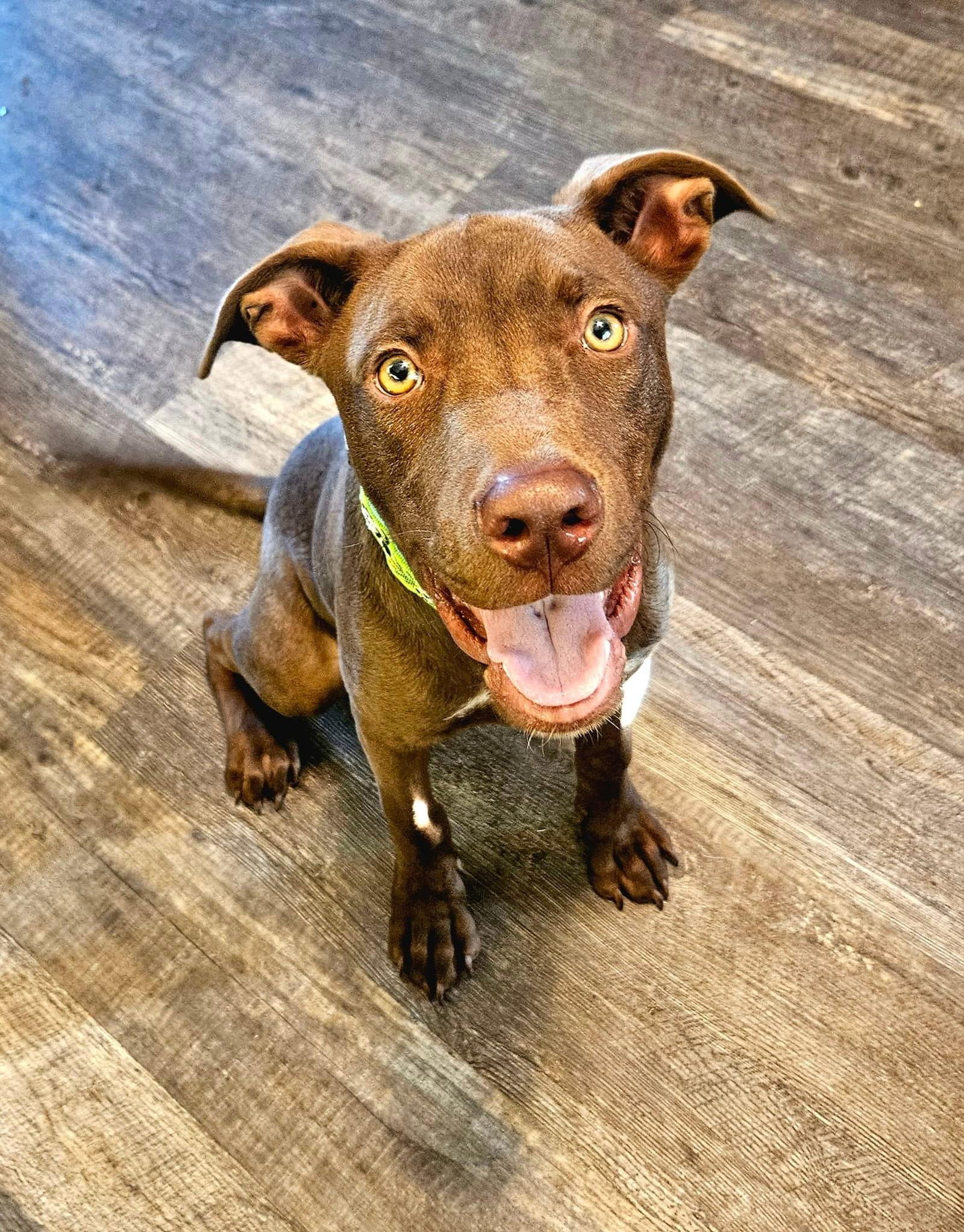 Dog for Adoption - Dante Coco, a American Pit Bull Terrier in Fayette ...