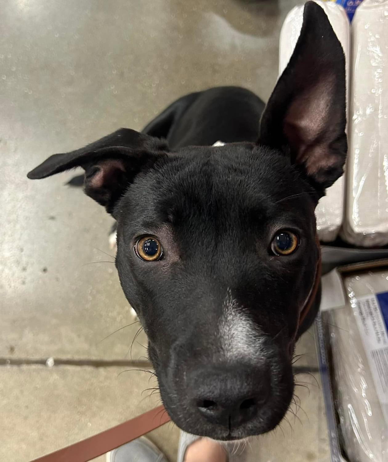 Dog for Adoption - Wellyfownde, a American Pit Bull Terrier in ...