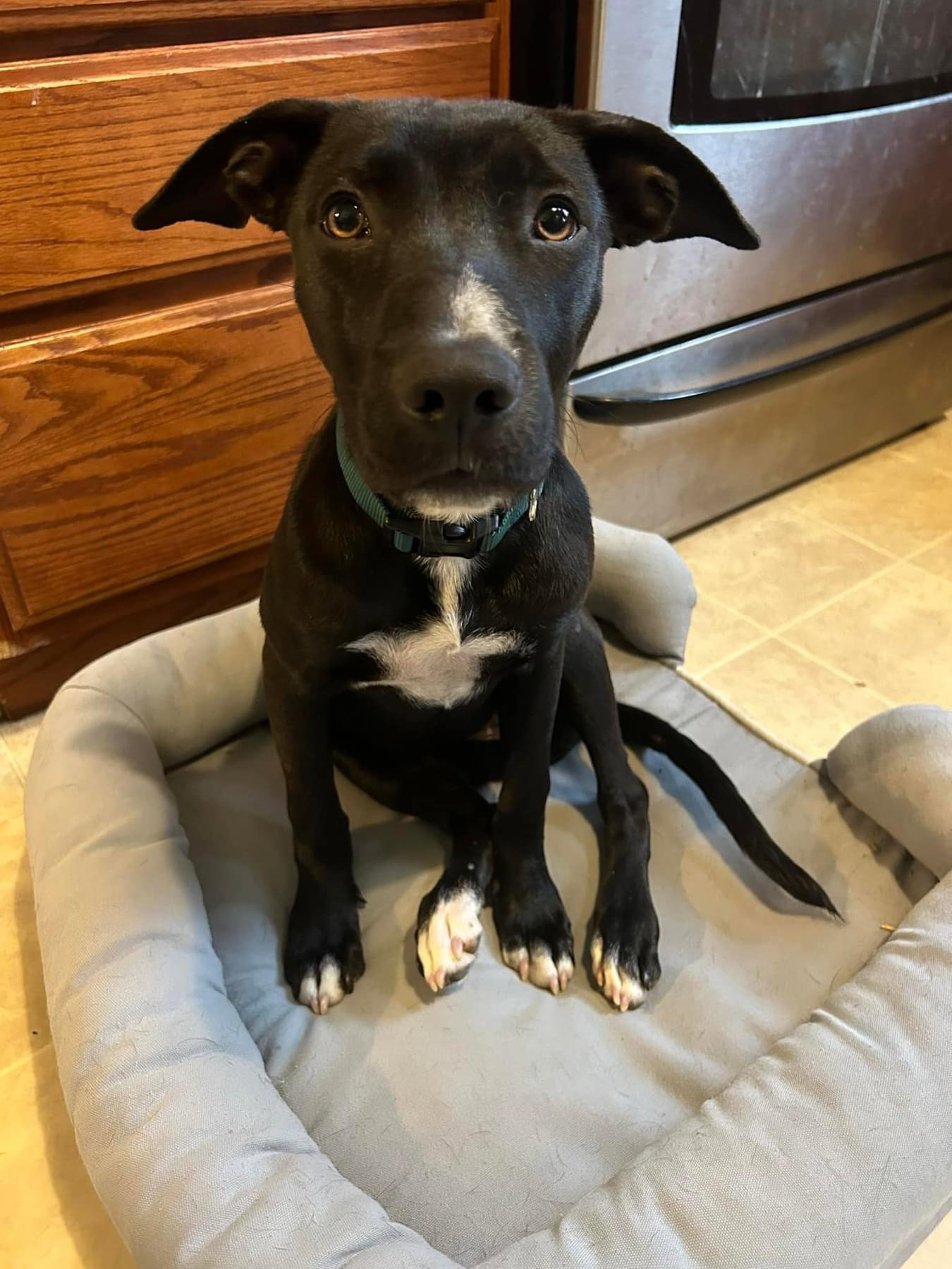 Dog for Adoption - Wellyfownde, a American Pit Bull Terrier in ...