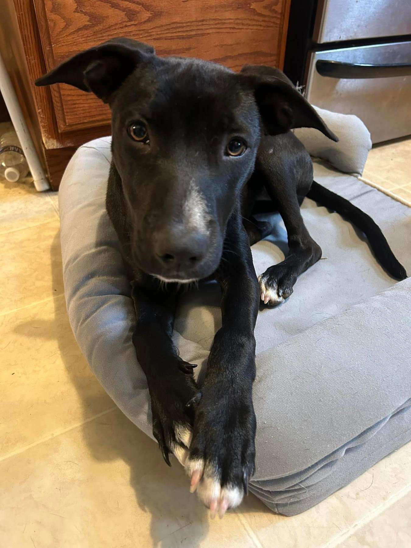 Dog for Adoption - Wellyfownde, a American Pit Bull Terrier in ...