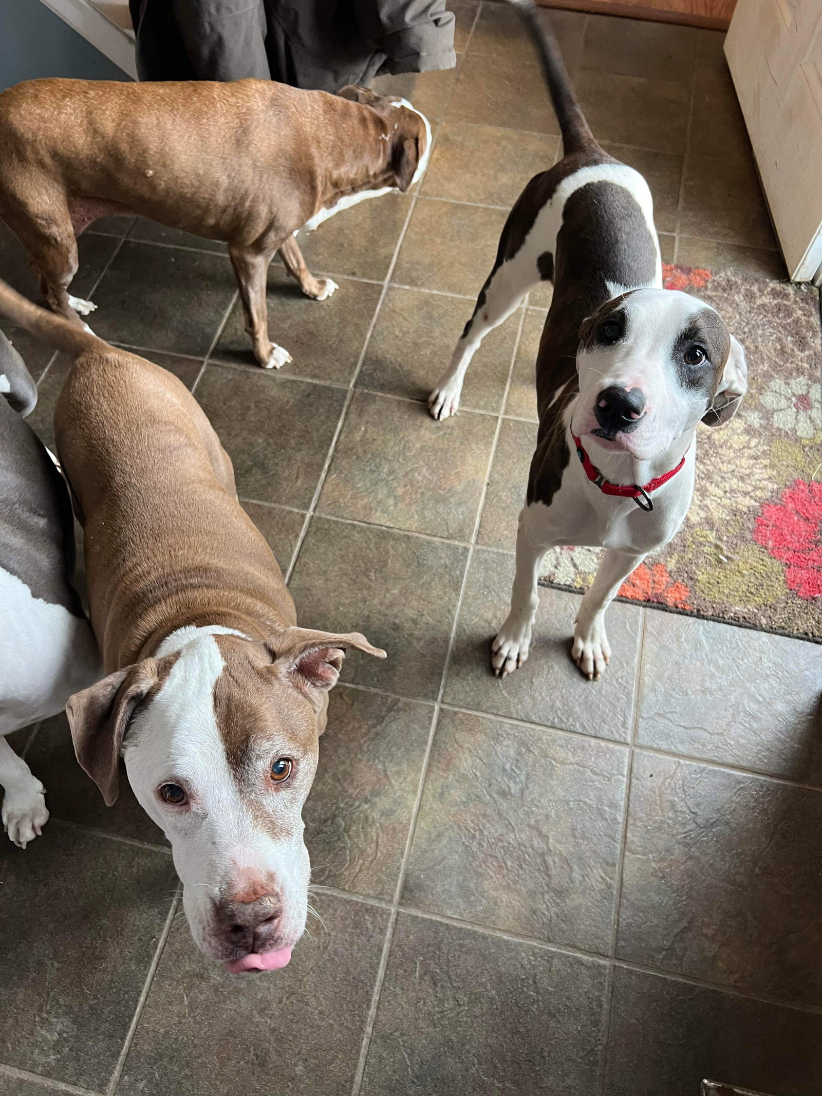 Dog for Adoption - Bama, a American Pit Bull Terrier in Piqua, OH ...