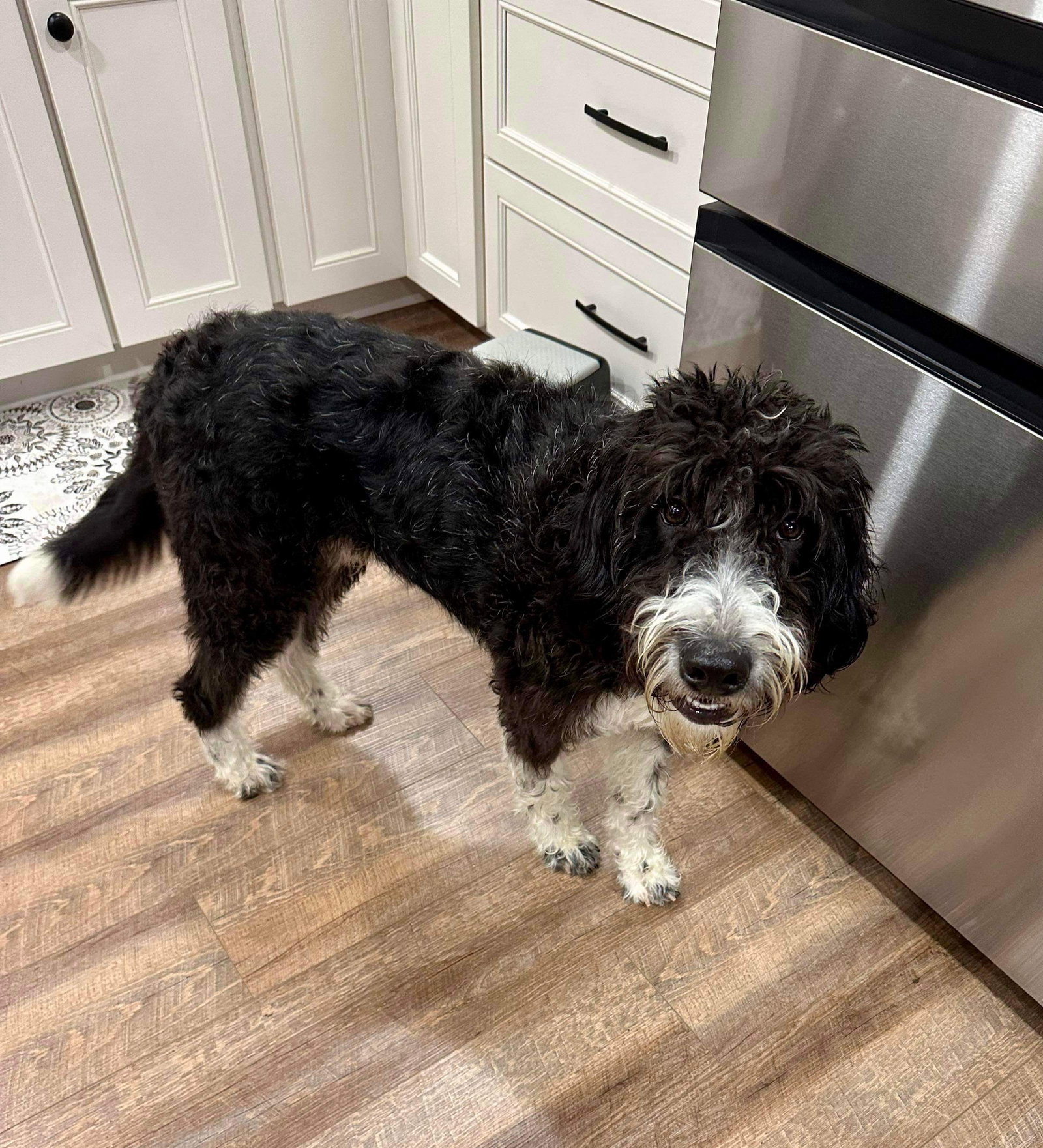 Dog for Adoption - Oreo, a Sheep Dog in Butler County, OH | Alpha Paw