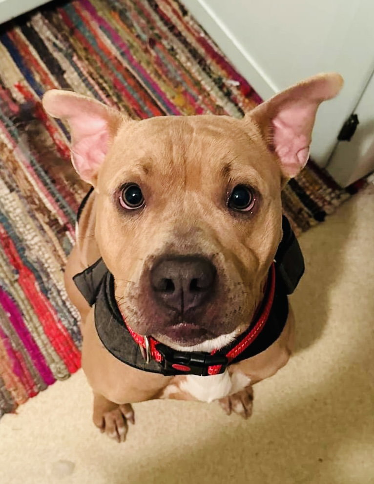 Dog for Adoption - Luke, a American Pit Bull Terrier in Fairborn, OH ...