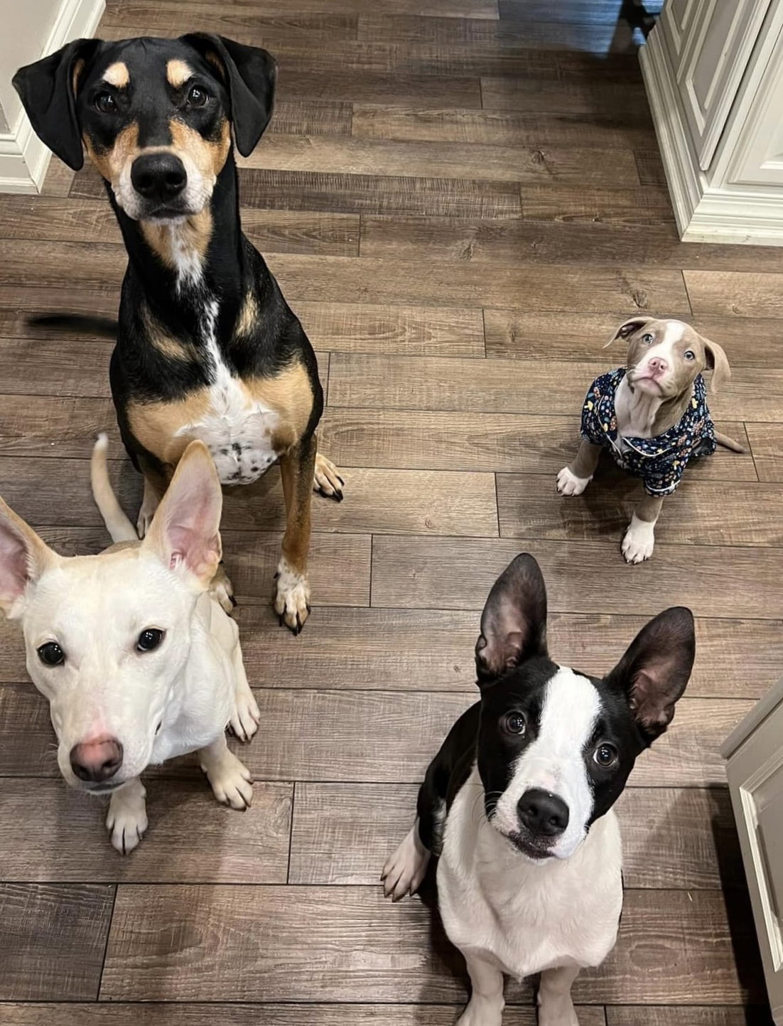 Dog for Adoption - Calypso, a American Pit Bull Terrier in Oakwood, OH ...
