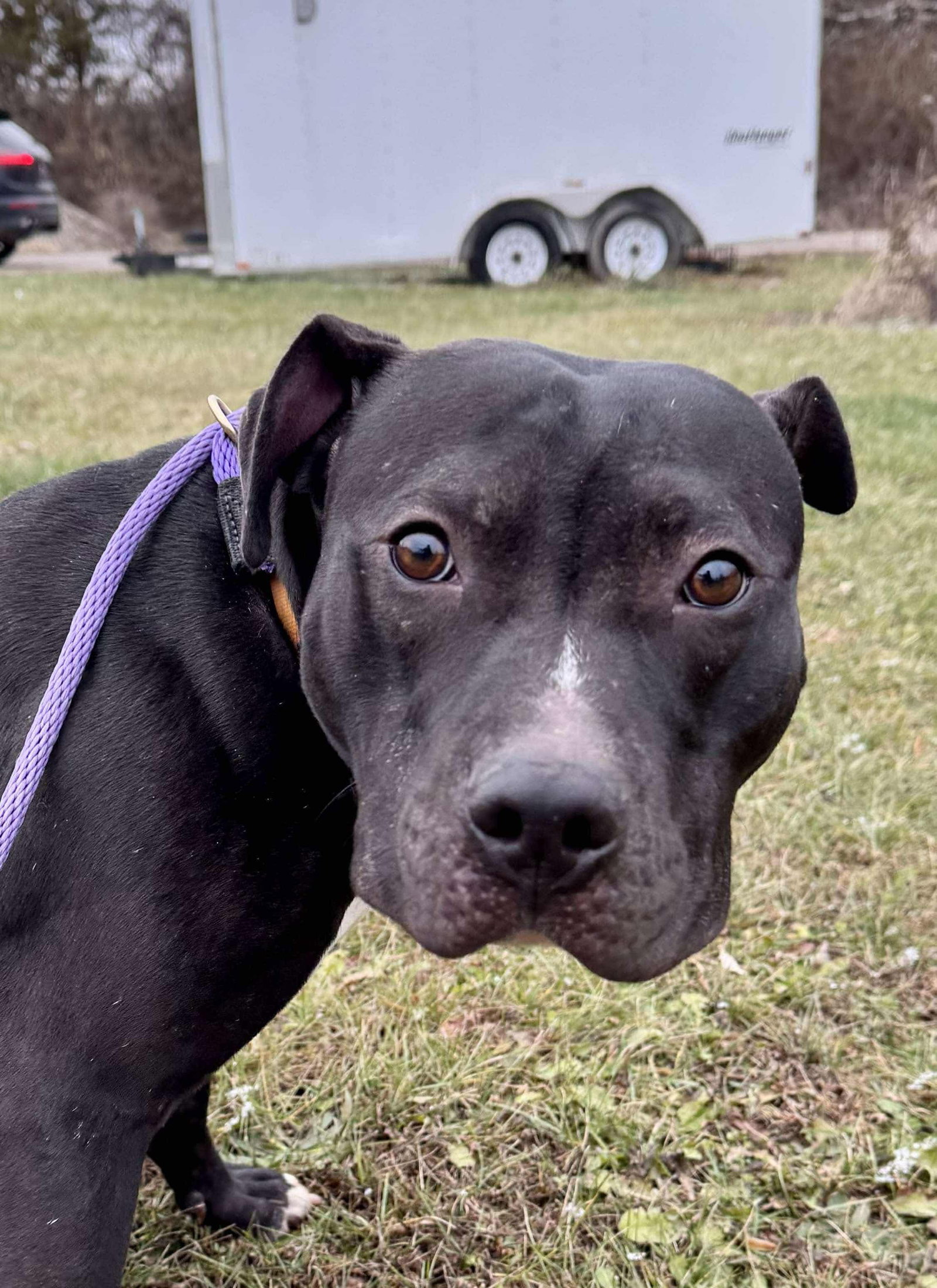 Dog for Adoption - Toshi, a American Pit Bull Terrier in Beckett Ridge ...