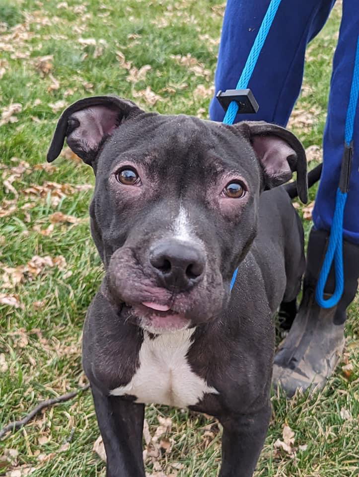 Dog for Adoption - Toshi, a American Pit Bull Terrier in Kettering, OH ...