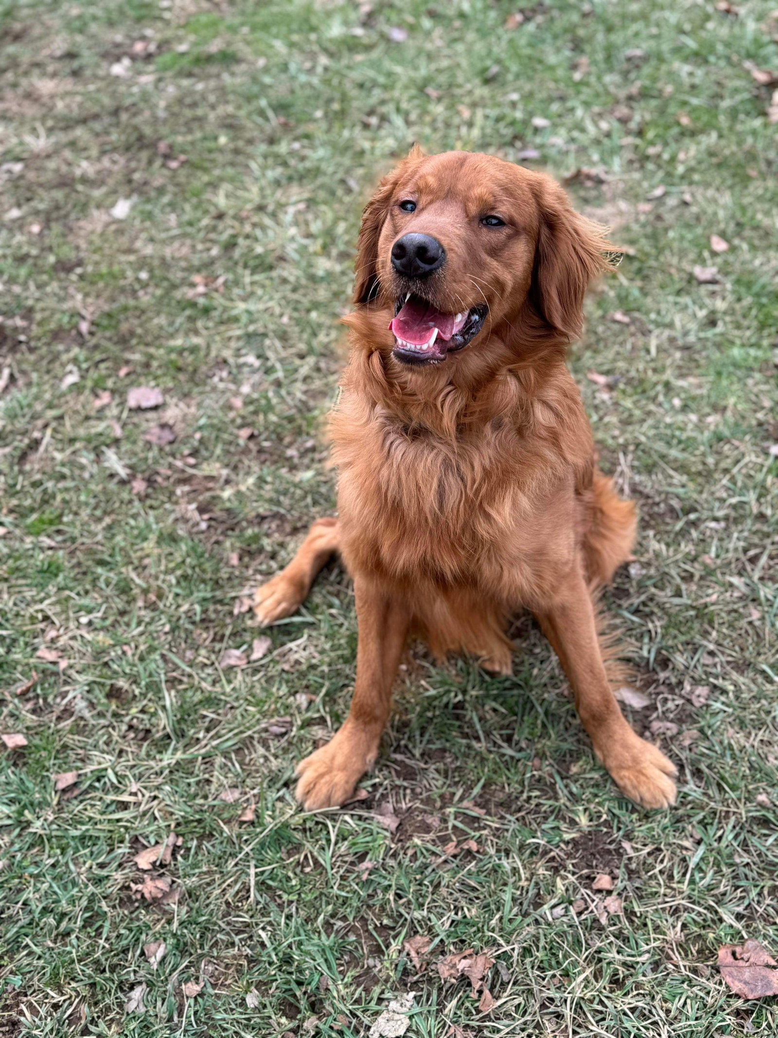 Dog for Adoption - Cooper, a Golden Retriever in Enon, OH | Alpha Paw