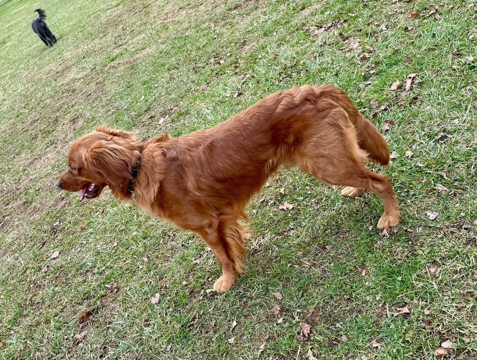 Dog for Adoption - Cooper, a Golden Retriever in Enon, OH | Alpha Paw