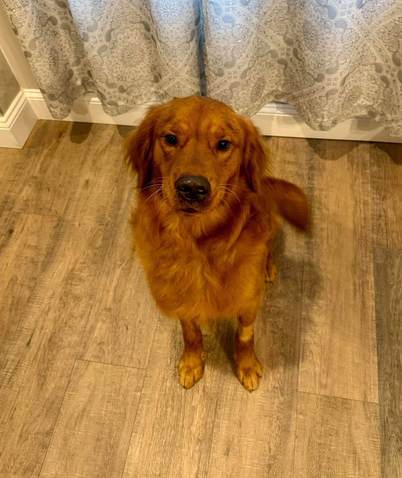 Dog for Adoption - Cooper, a Golden Retriever in Enon, OH | Alpha Paw