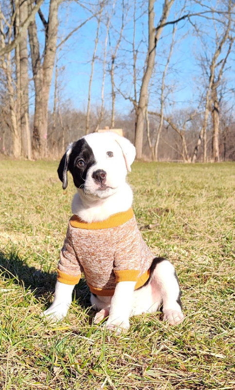 Dog for Adoption - Deebo, a American Pit Bull Terrier in Union County ...