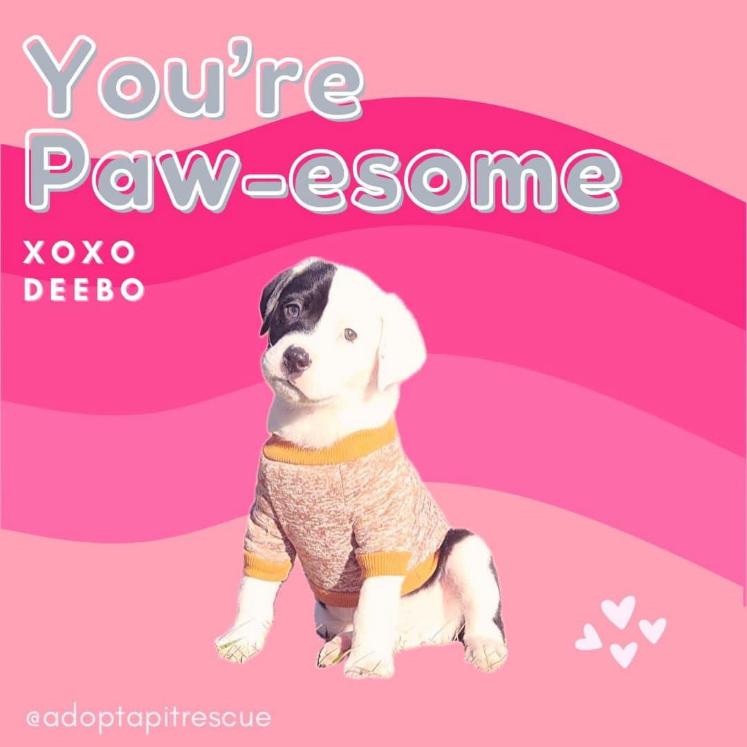 Dog for Adoption - Deebo, a American Pit Bull Terrier in Union County ...