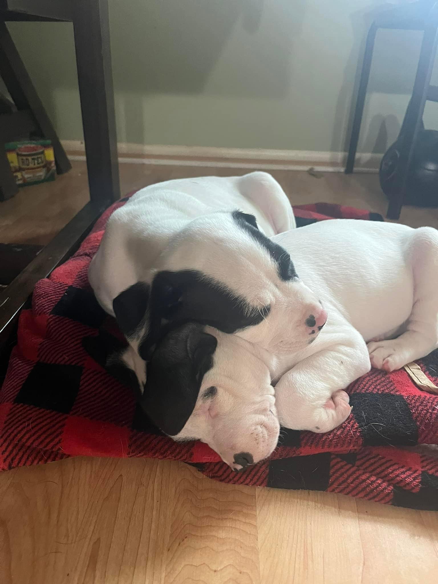 Dog for Adoption - Pandemonium, a American Pit Bull Terrier in Glendale ...