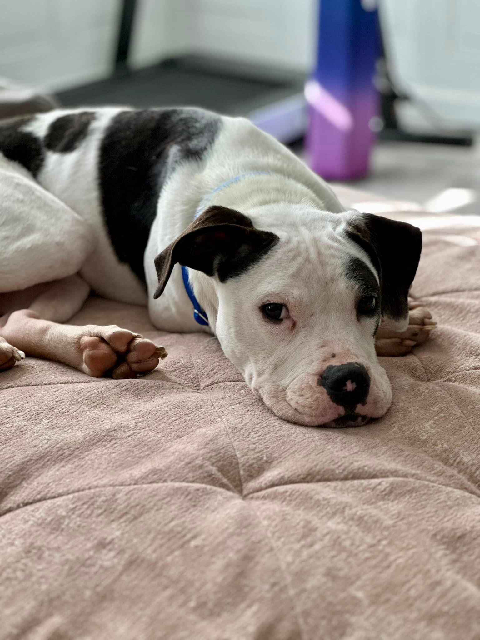 Dog for Adoption - Lorenzo, a American Pit Bull Terrier in Versailles ...