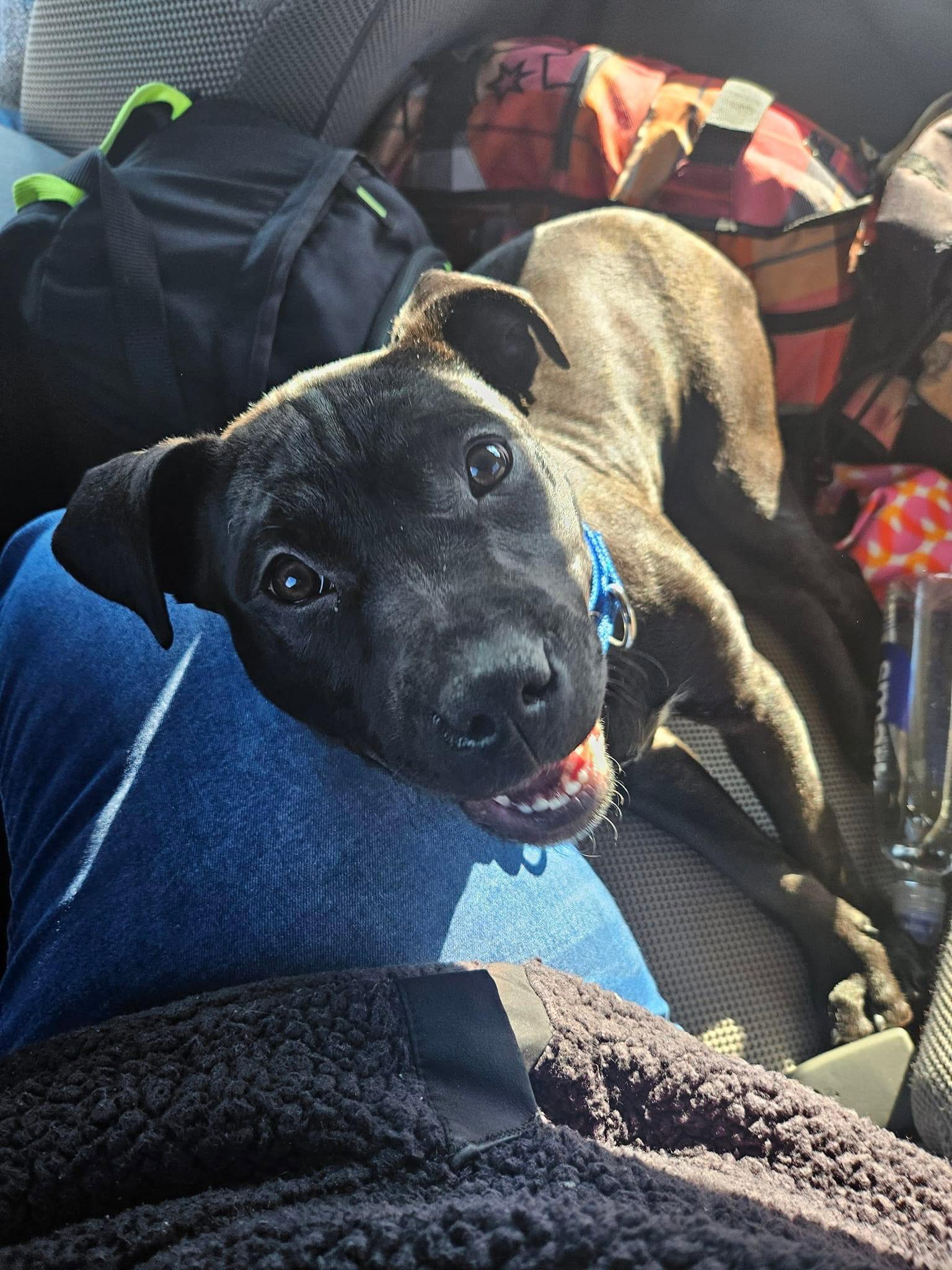 Dog for Adoption - Bluey Ray Cyrus, a American Pit Bull Terrier in ...