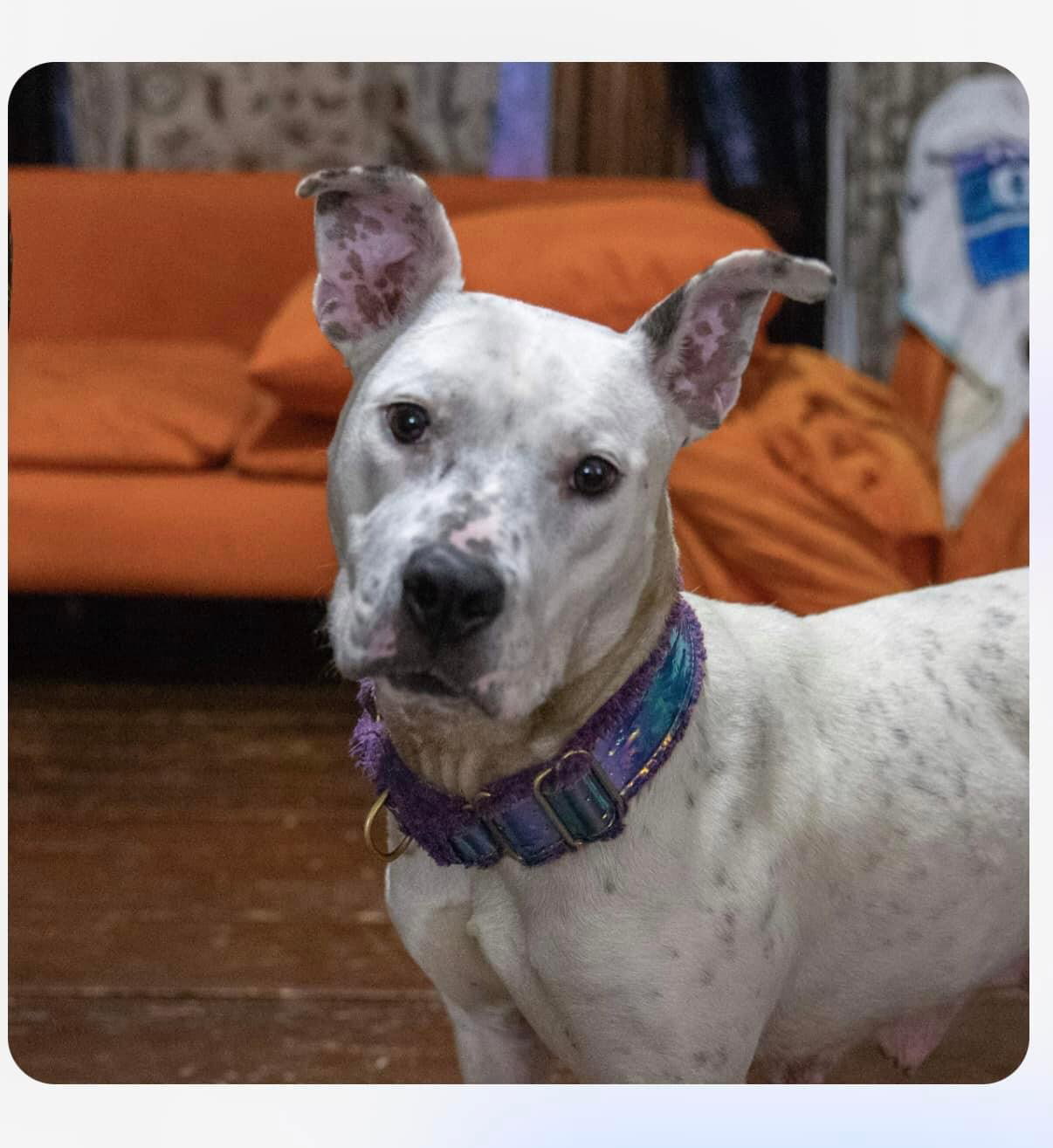 Dog for Adoption - Valentina, a American Pit Bull Terrier in Clermont ...