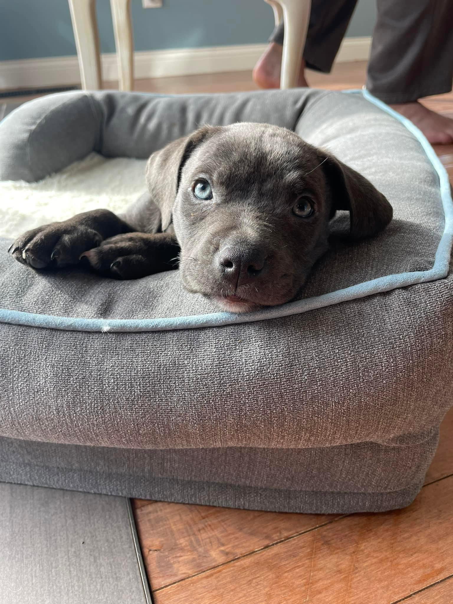 Dog for Adoption - Rockford, a American Pit Bull Terrier in Lebanon, OH ...
