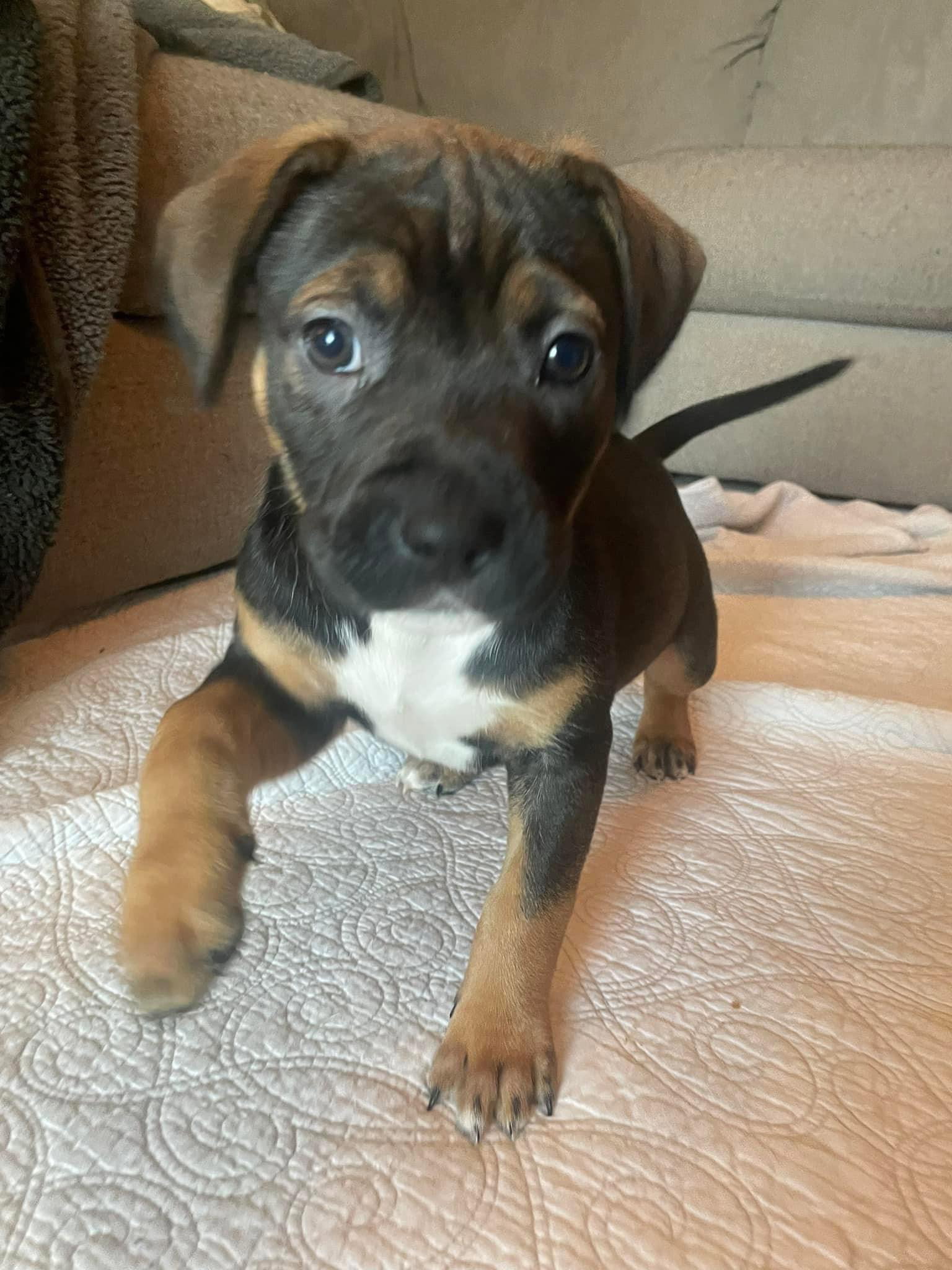 Dog for Adoption - Heritage, a American Pit Bull Terrier in Mount ...