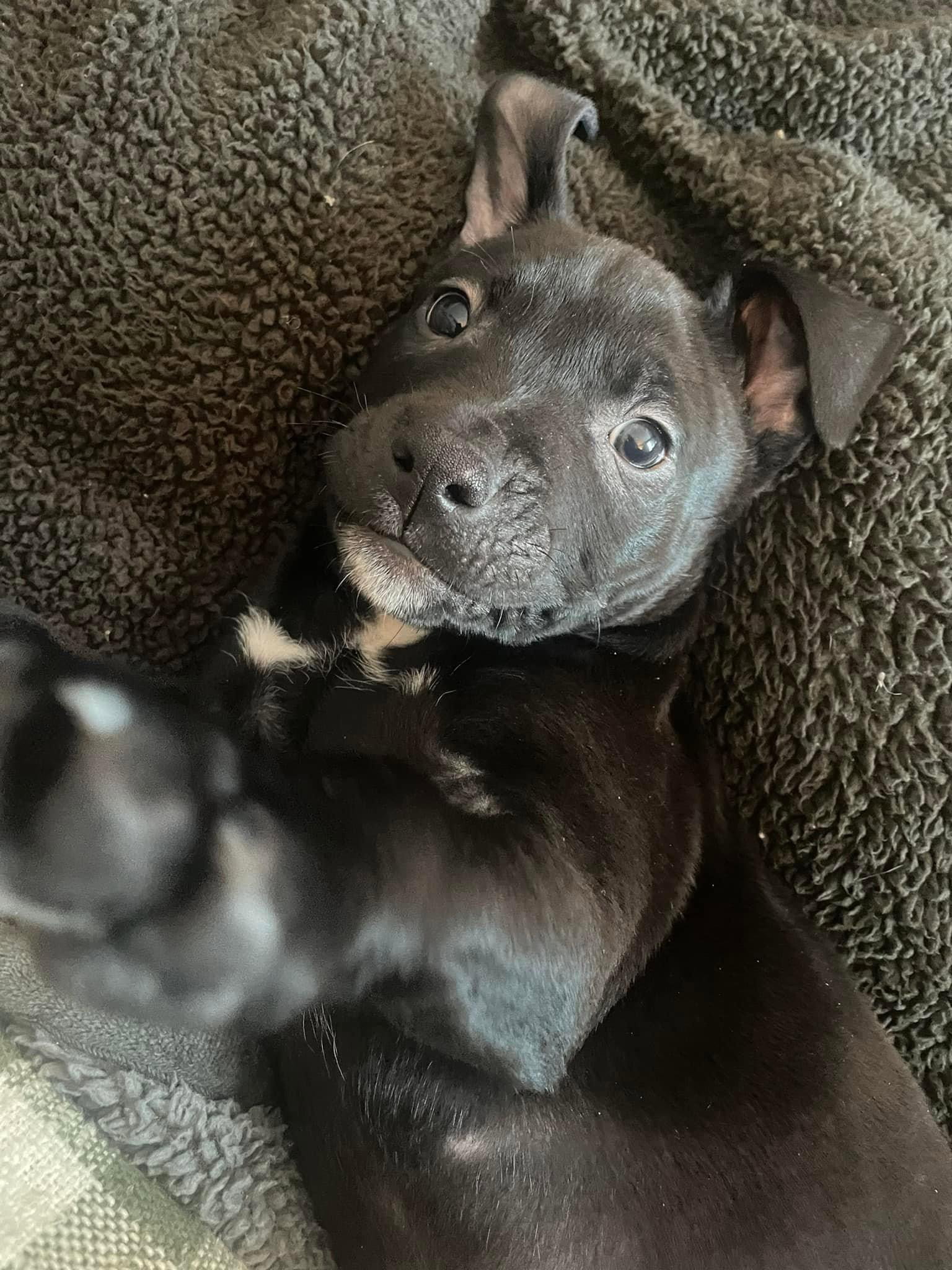 Dog for Adoption - Low Rider, a American Pit Bull Terrier in Warren ...